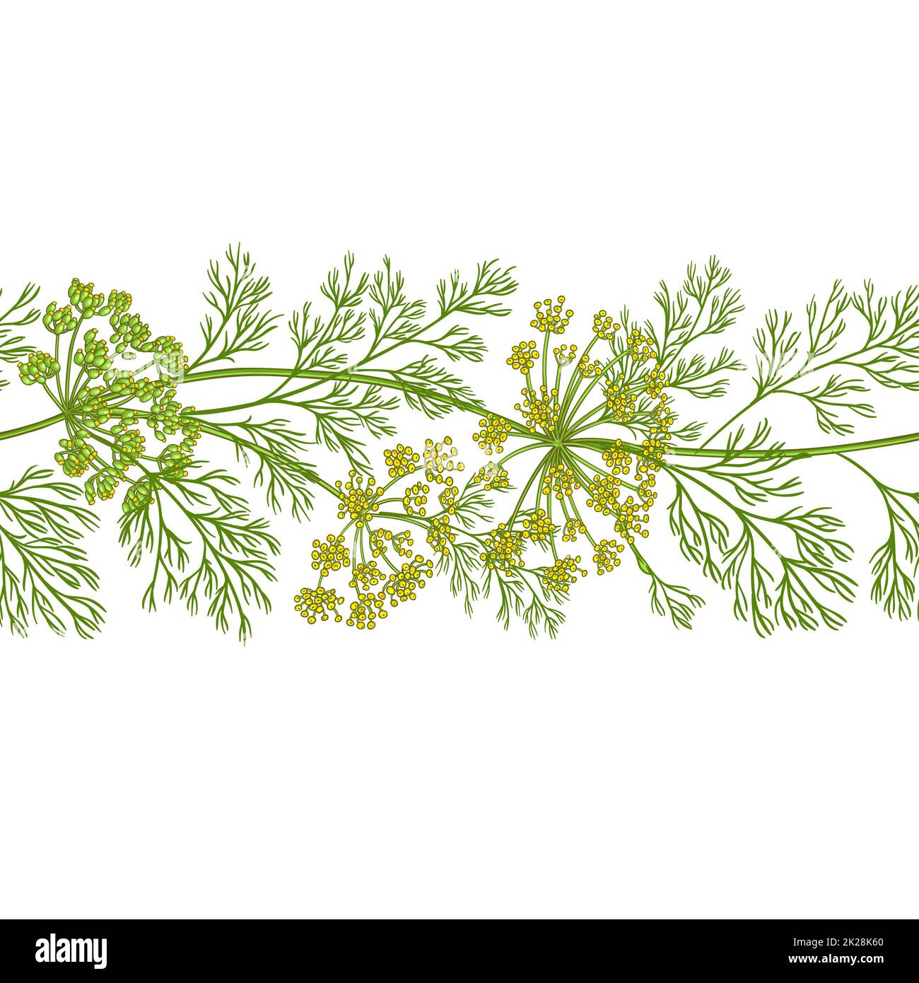 dill plant vector pattern on white background Stock Photo - Alamy