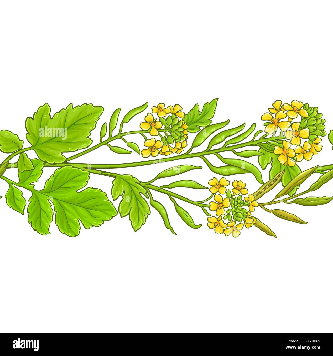mustard plant vector pattern on white background Stock Photo - Alamy
