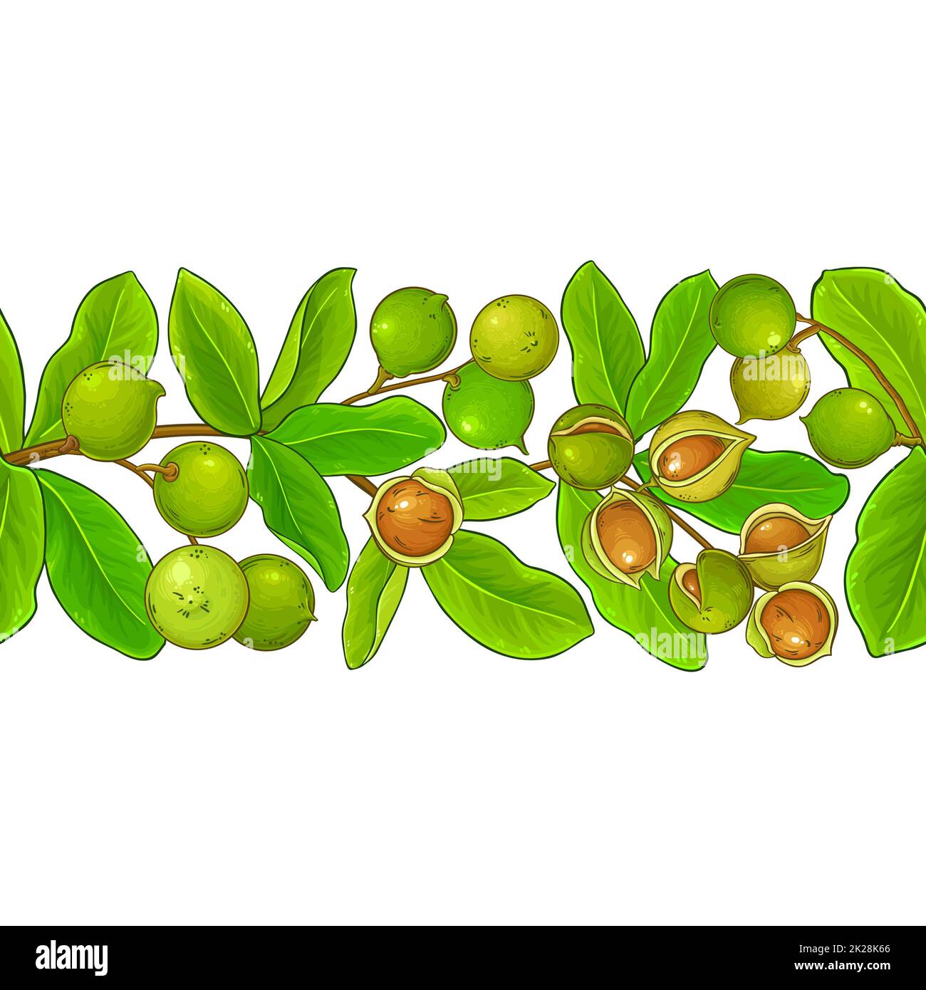 macadamia branches vector pattern Stock Photo - Alamy