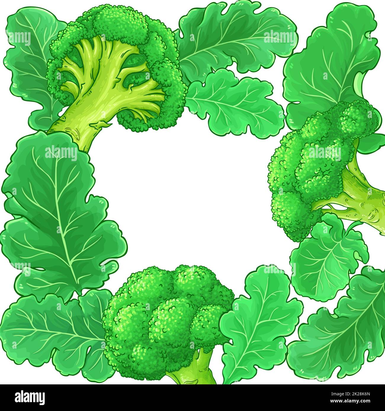 broccoli plant vector frame on white background Stock Photo - Alamy