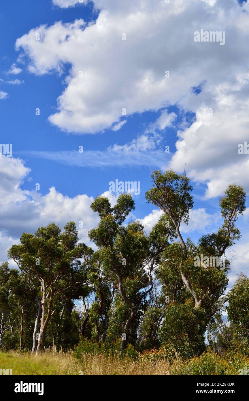 A view of countryside along Chifley Drive near Clarance, NSW, Australia ...