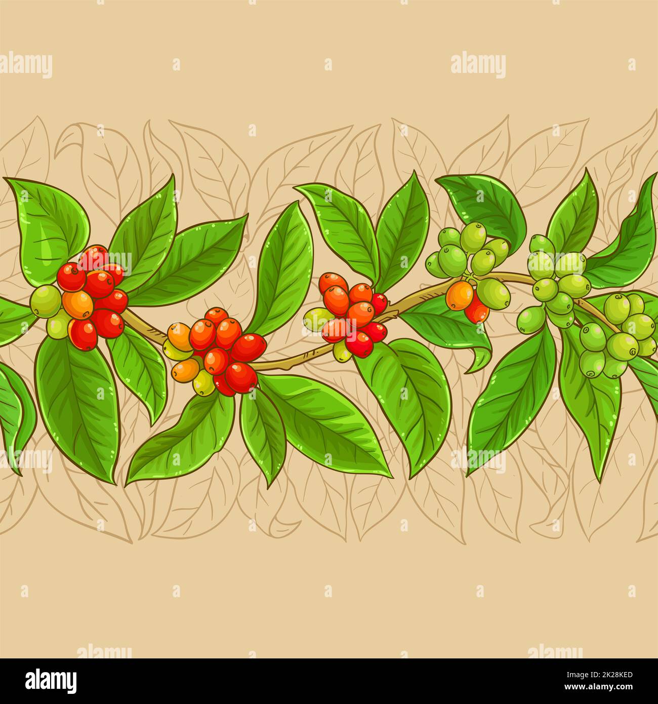 Coffee tree vector hi-res stock photography and images - Alamy