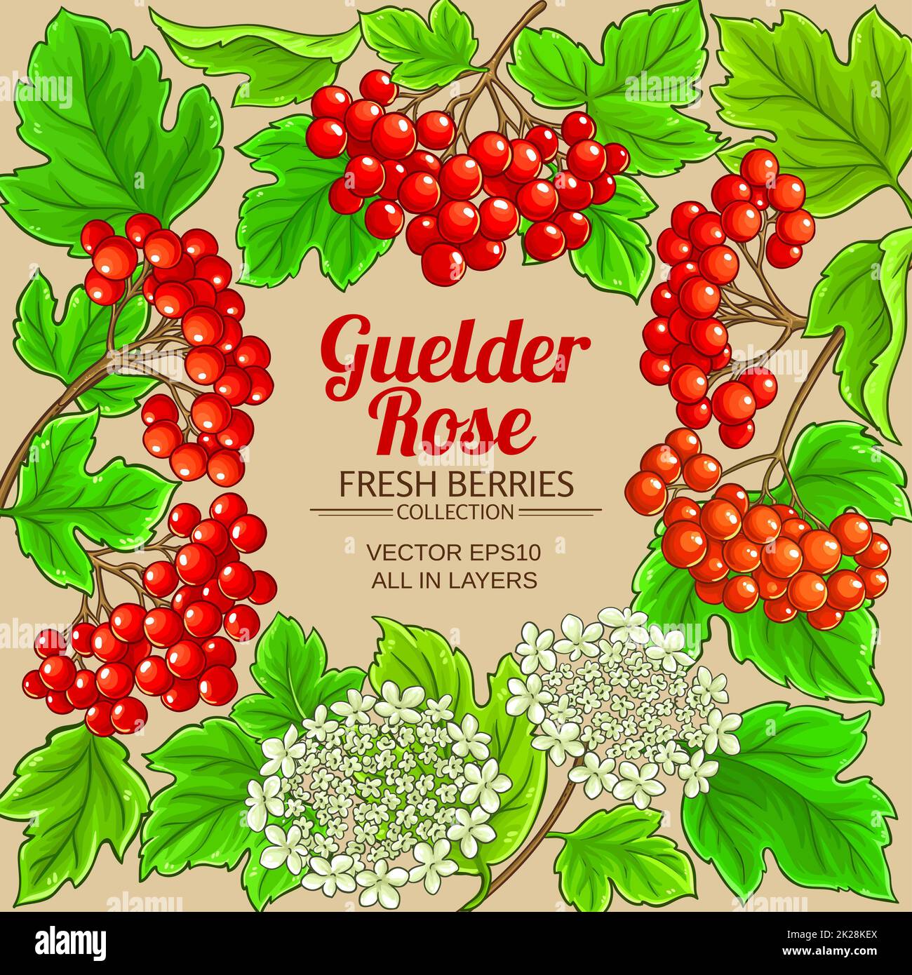 Guelder rose bush drawing hi-res stock photography and images - Alamy