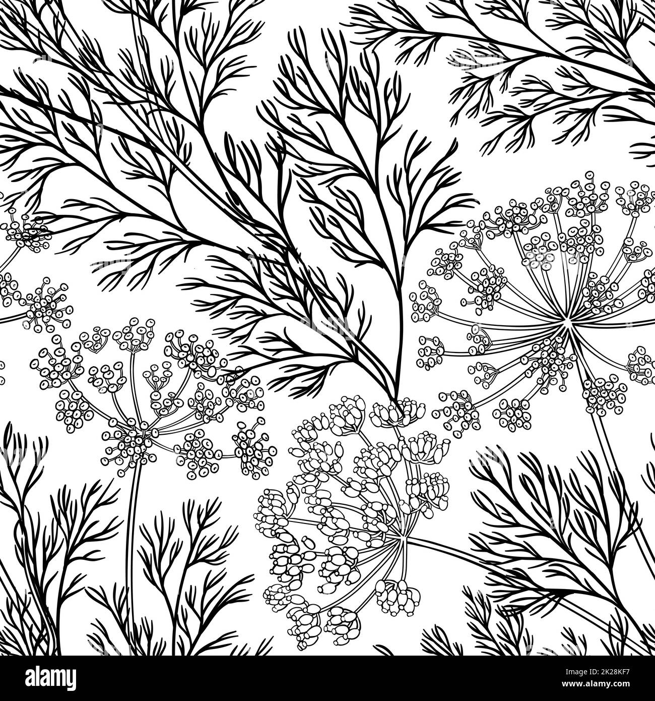 dill plant vector pattern on white background Stock Photo - Alamy