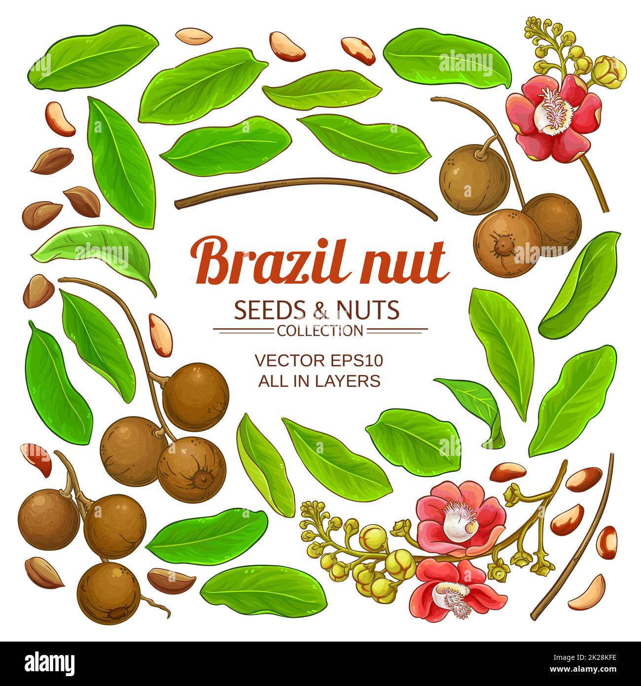 brazil nut elements set on white background Stock Photo - Alamy