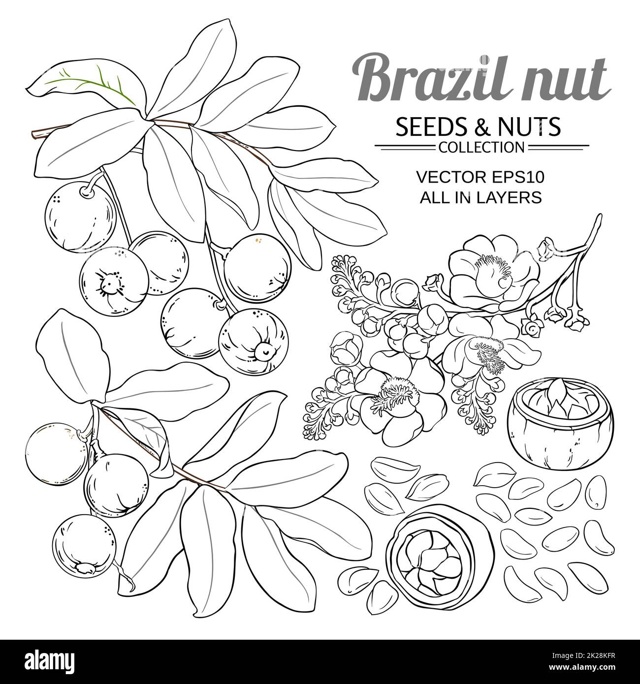 brazil nut vector set on white background Stock Photo - Alamy