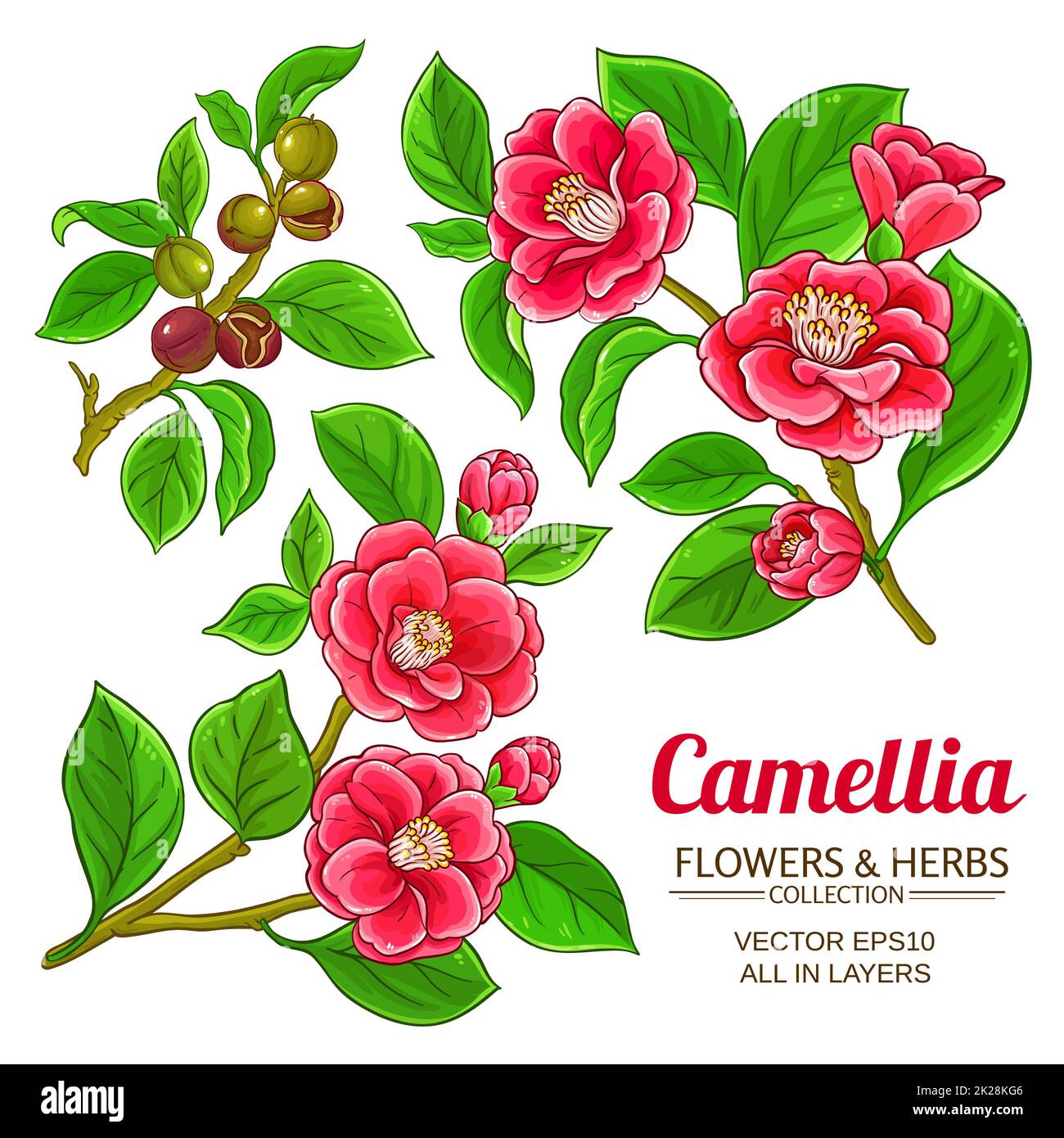 camellia branches vector set on white background Stock Photo - Alamy