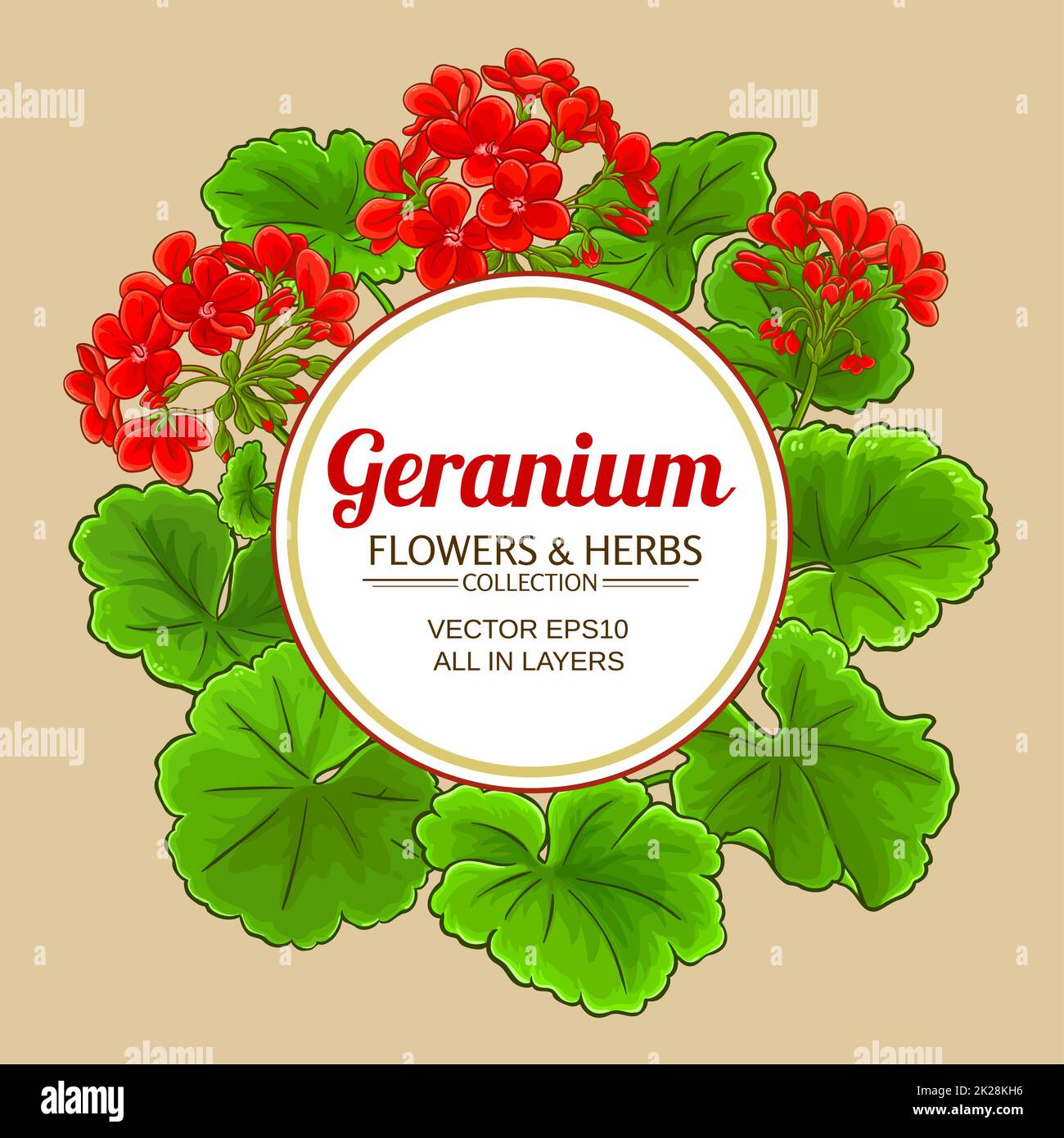 geranium plant vector frame on color background Stock Photo - Alamy