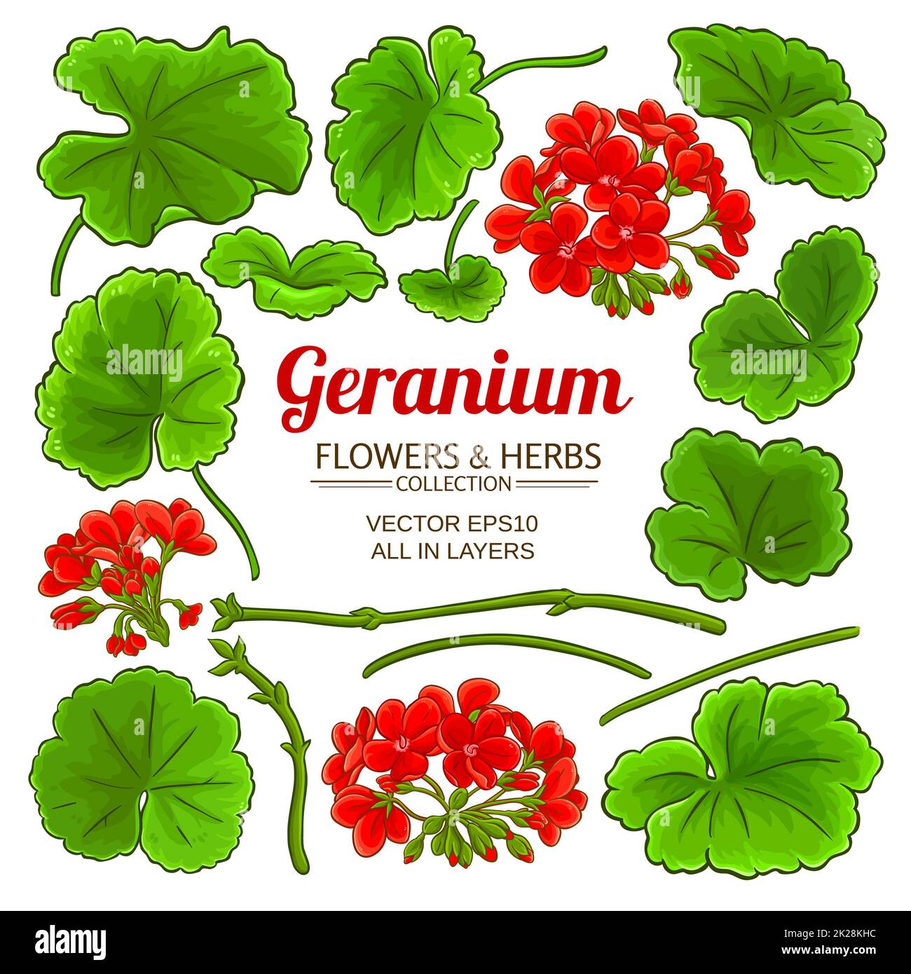geranium plant elements set on white background Stock Photo - Alamy