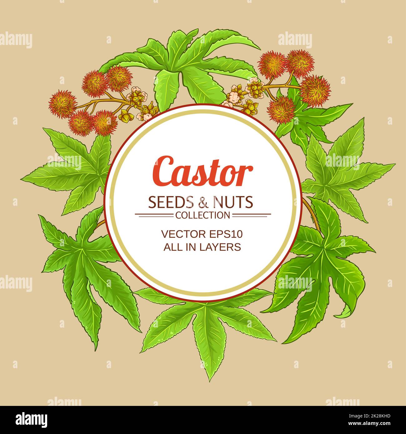 castor branches vector frame on color background Stock Photo - Alamy