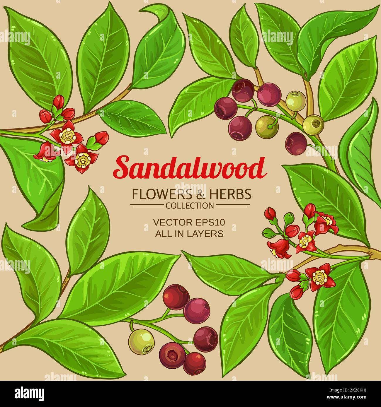 Sandalwood tree india hi-res stock photography and images - Alamy