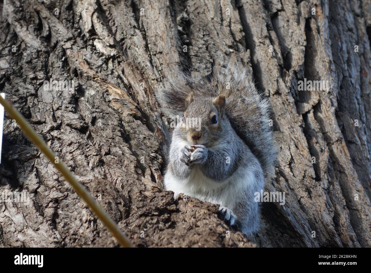 Animal eating a peanut hi-res stock photography and images - Alamy