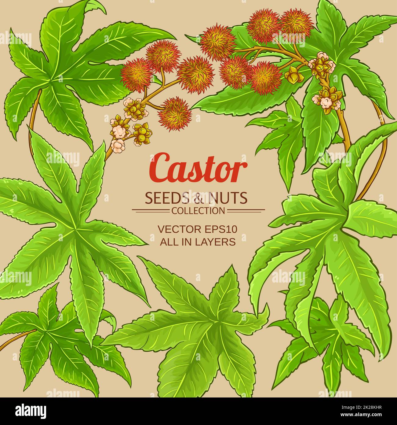 castor branches vector frame on color background Stock Photo - Alamy