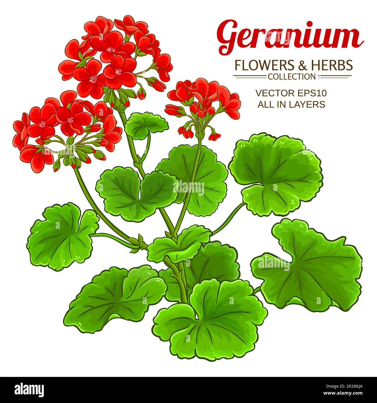 geranium plant vector illustration Stock Photo - Alamy