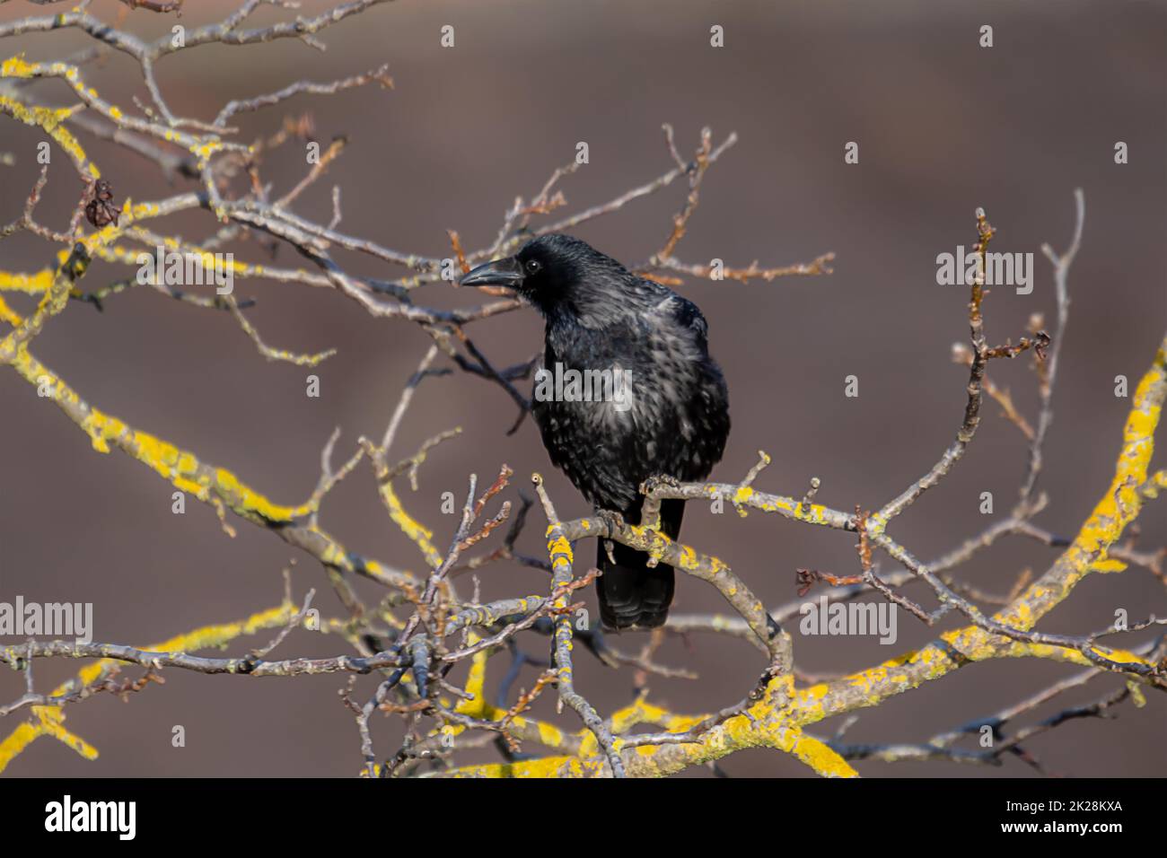 Wind-tousled raven on a branch with autumn leaves Stock Photo - Alamy