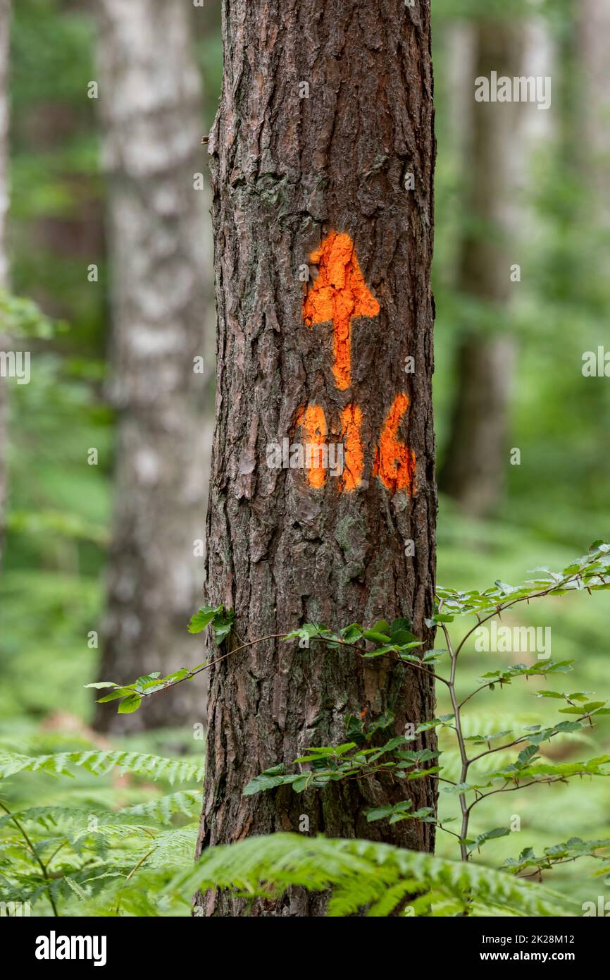 Single pine tree trunk with a mark painted red Stock Photo - Alamy