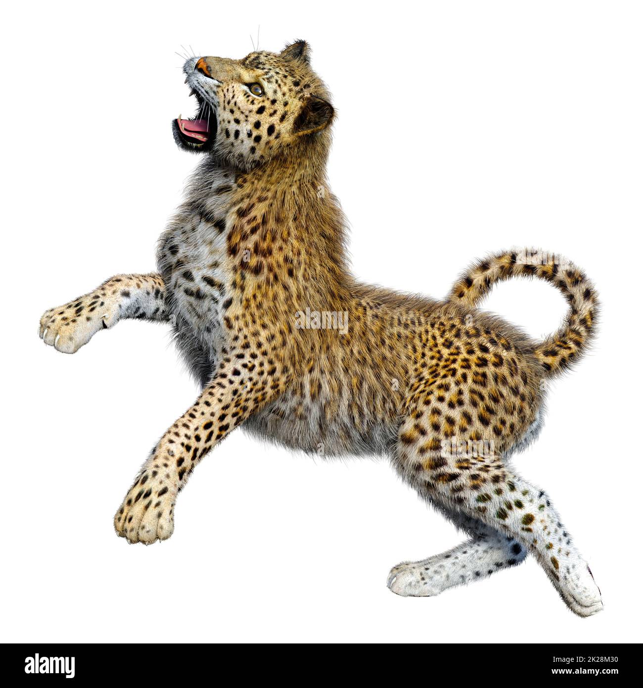 White leopard Cut Out Stock Images & Pictures - Alamy