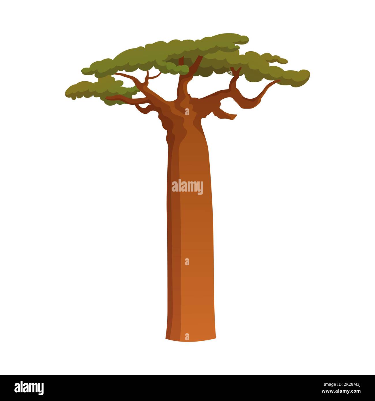 Realistic green tallest tree in the world sequoia on a white background ...
