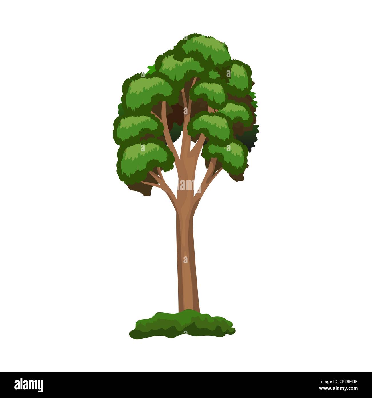 Realistic green tall pine tree isolated on white background - Vector ...