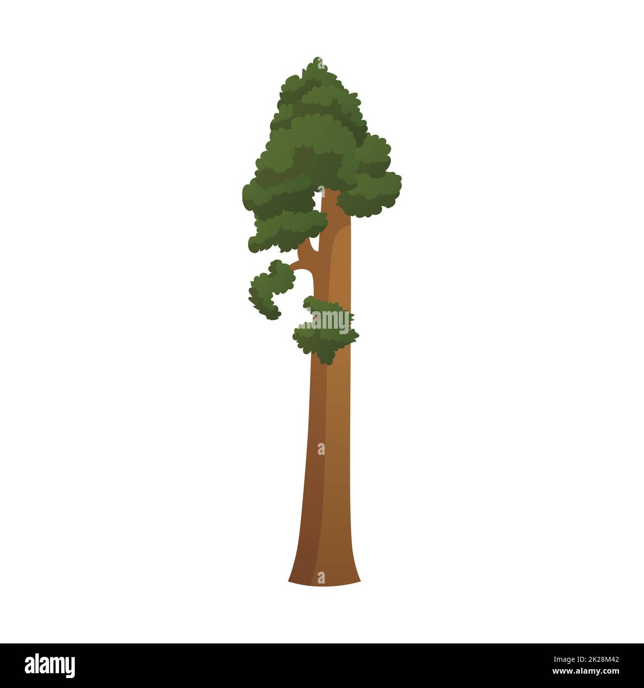 Realistic green tallest tree in the world sequoia on a white background ...