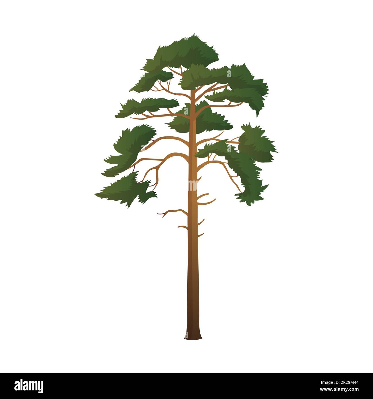 Realistic green tall pine tree isolated on white background - Vector ...