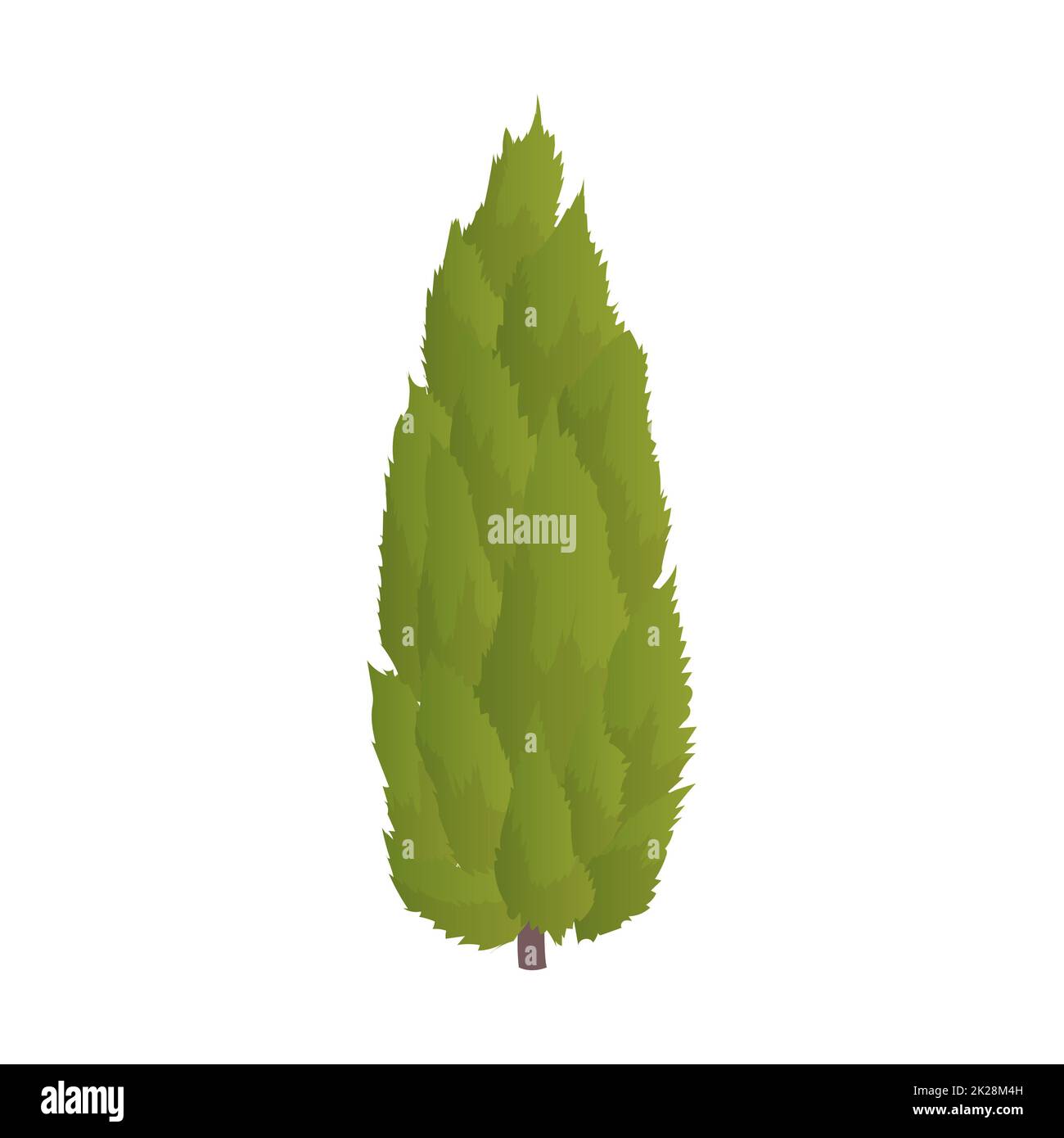 Realistic dense green spruce on white background - Vector Stock Photo ...