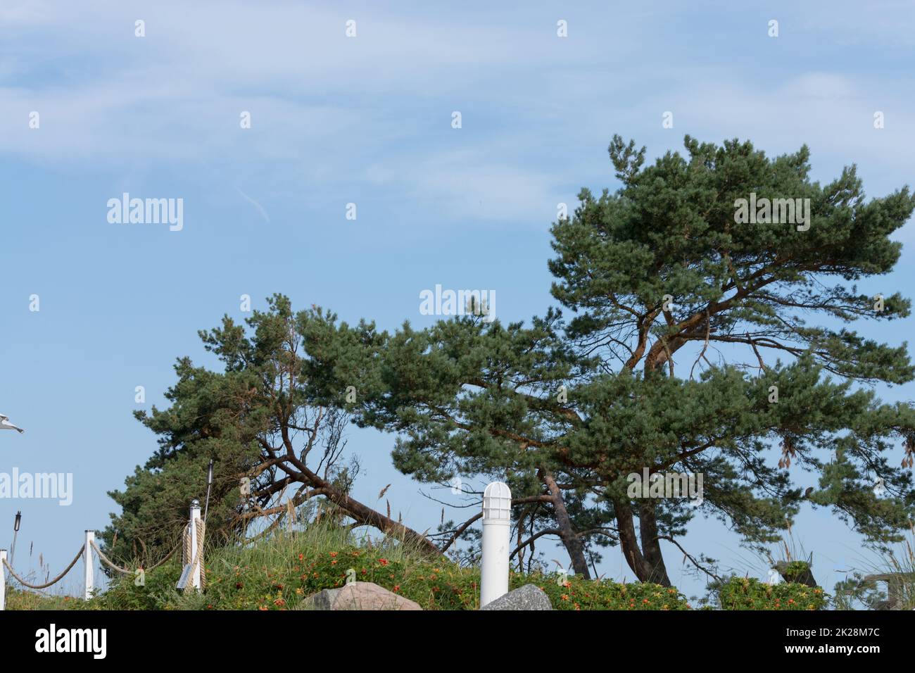Beautiful park forest landscape with tree trunks on the Baltic sea ...