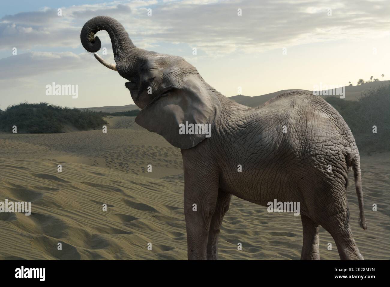African elephant in the desert Stock Photo - Alamy