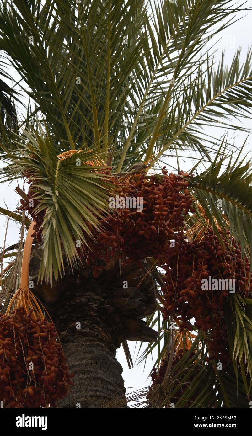 Dates on a date palm in the province of Alicante, Costa Blanca, Spain ...