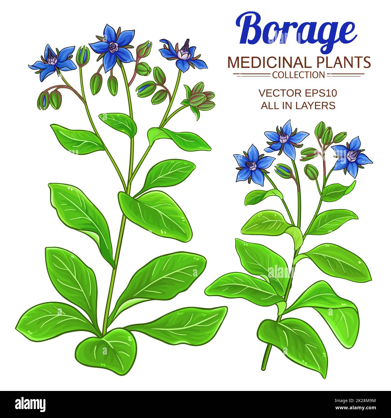 borage plant vector set on white background Stock Photo - Alamy