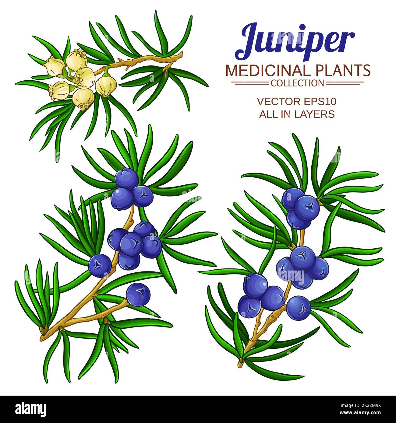 juniper branches vector set Stock Photo - Alamy