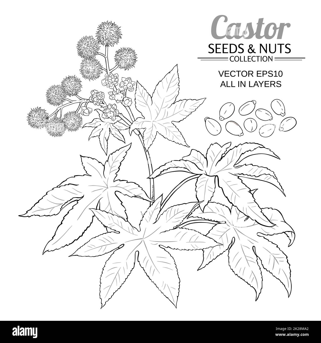 castor plant vector set on white background Stock Photo - Alamy