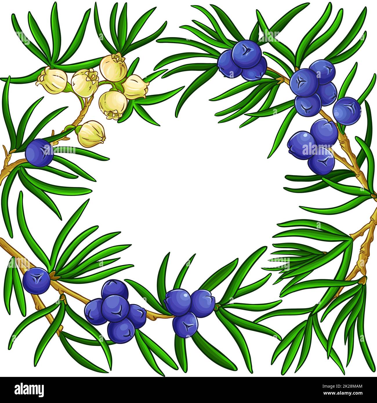 juniper plant vector frame on white background Stock Photo - Alamy