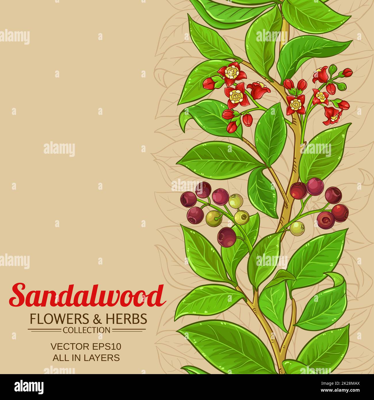 Sandalwood tree india hi-res stock photography and images - Alamy