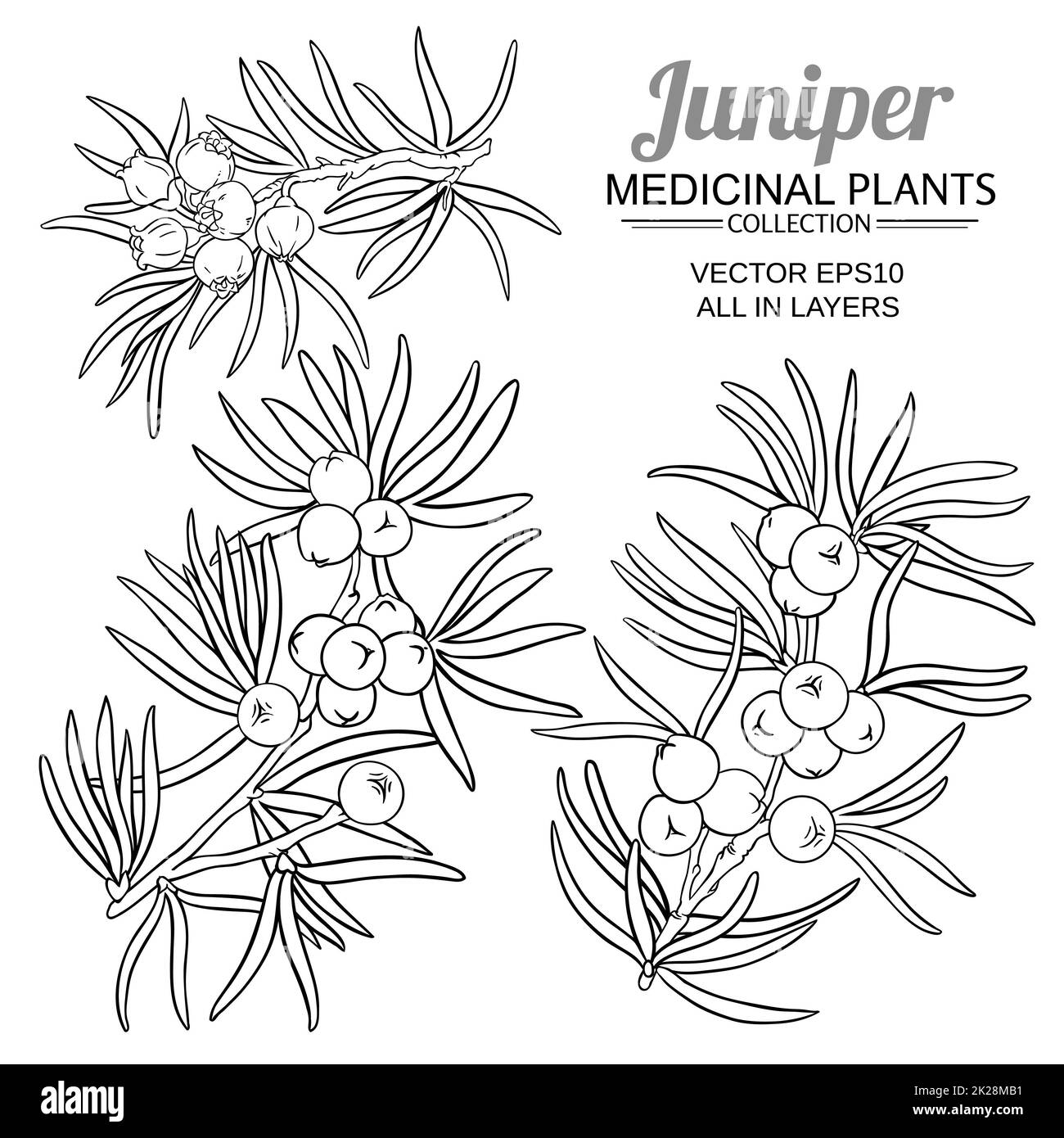 juniper branches vector set on white background Stock Photo - Alamy