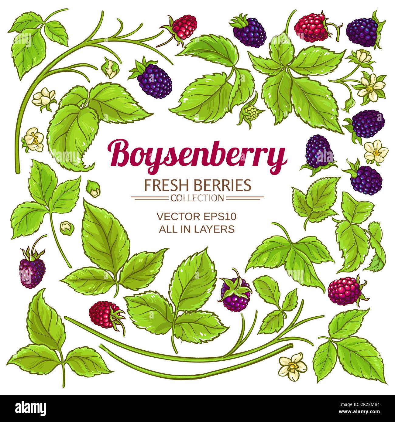 Boysenberry illustration Cut Out Stock Images & Pictures - Alamy