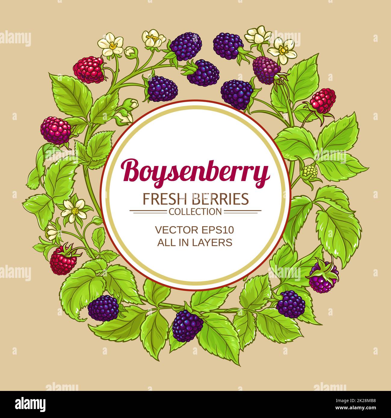 Boysenberry plant hi-res stock photography and images - Alamy