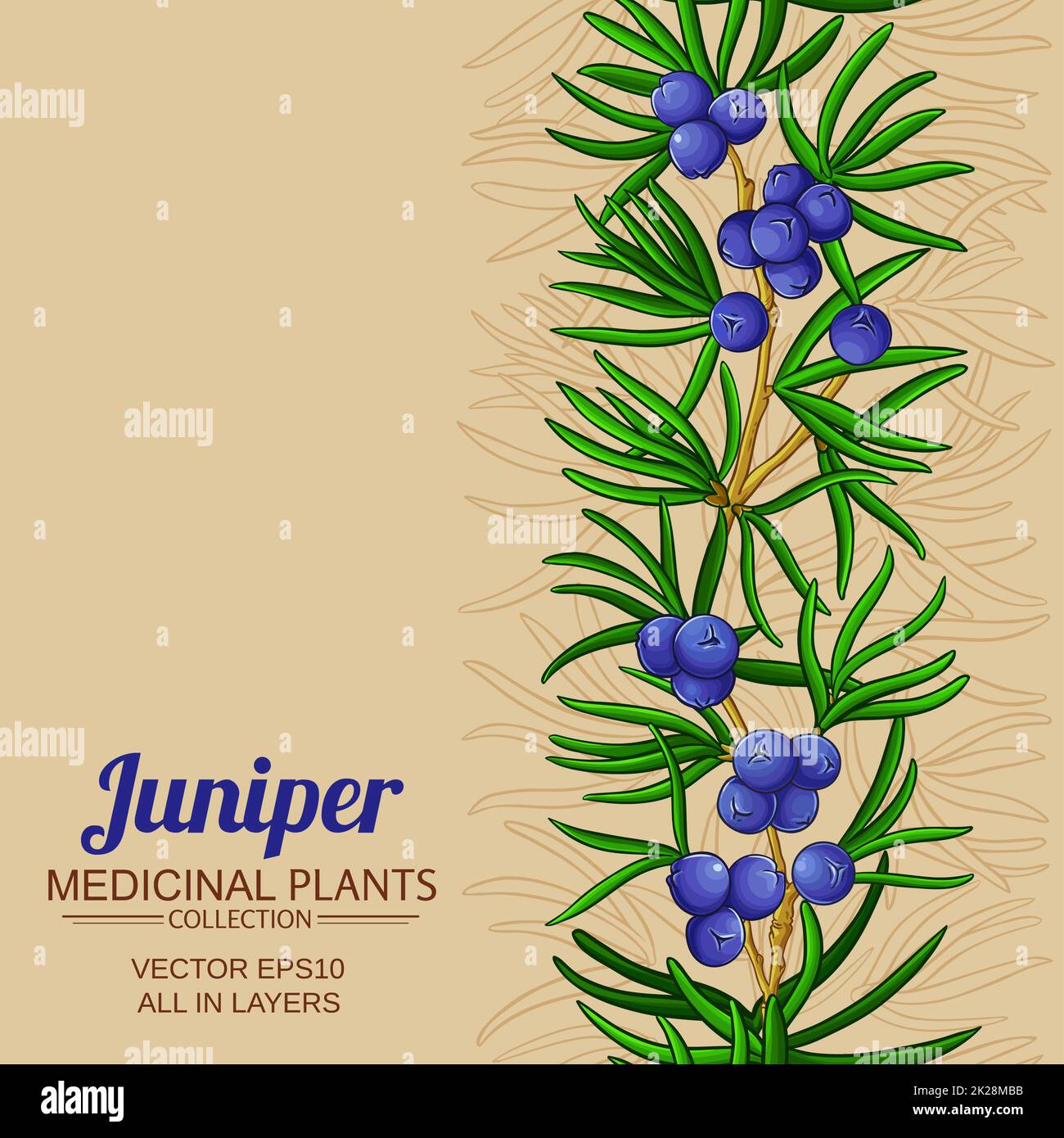 Old illustration juniper tree hi-res stock photography and images - Alamy