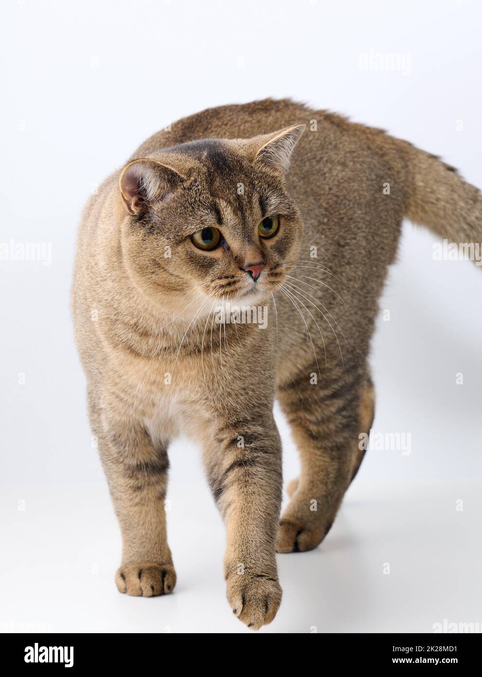 Adult cat looking at camera hi-res stock photography and images - Alamy