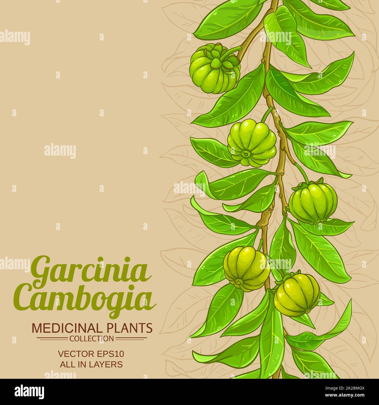 garcinia branches vector background Stock Photo - Alamy