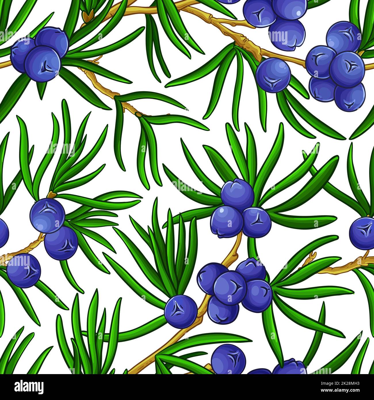 juniper branches vector pattern Stock Photo - Alamy