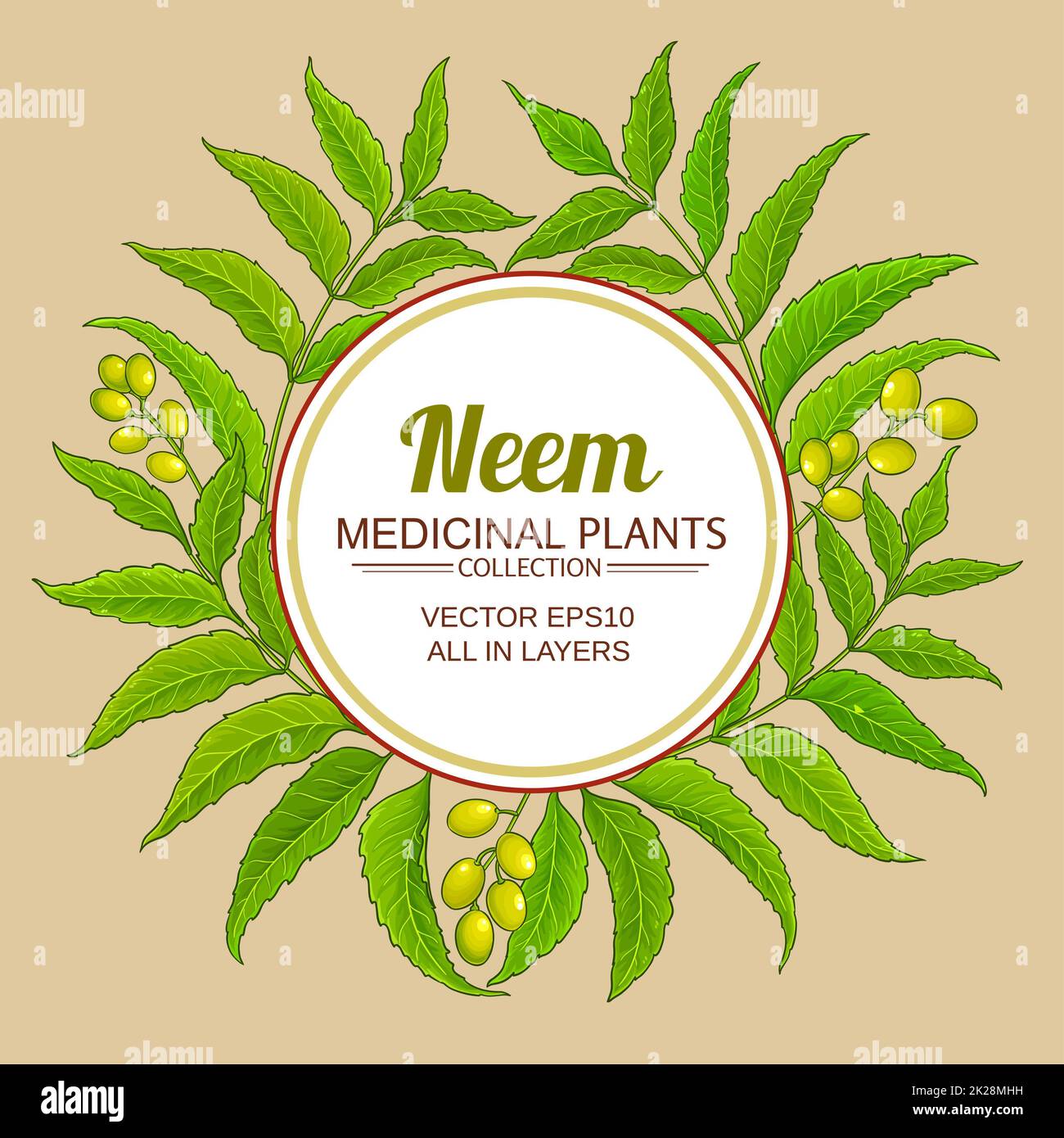 neem branches vector frame on color background Stock Photo - Alamy