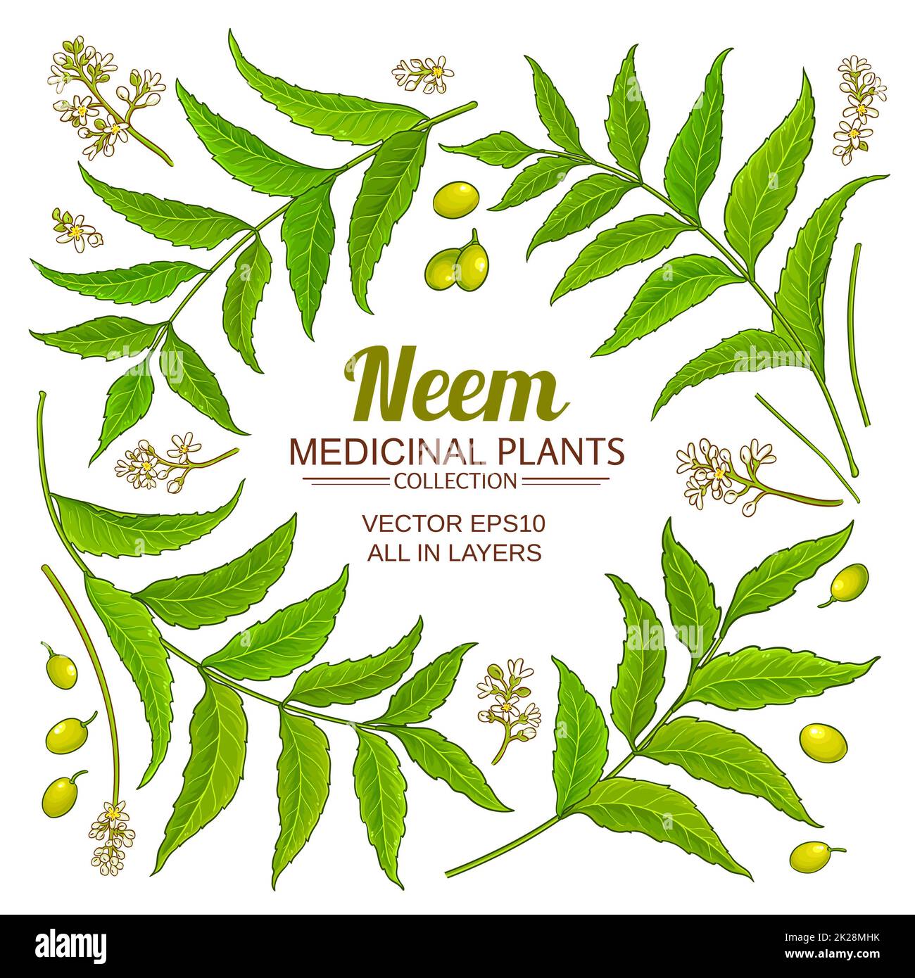 neem elements vector set on white background Stock Photo - Alamy
