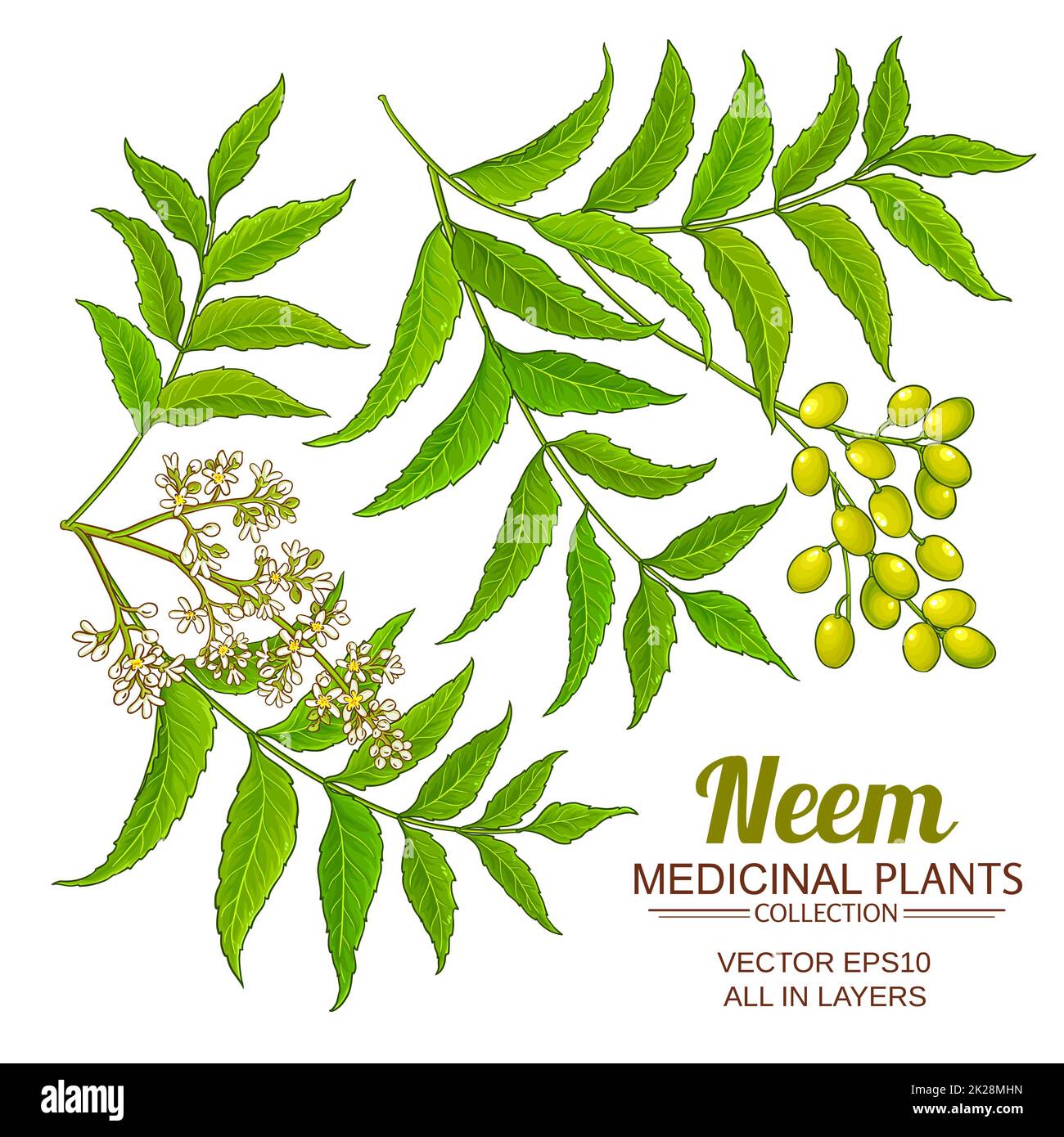 neem branches vector set on white background Stock Photo - Alamy
