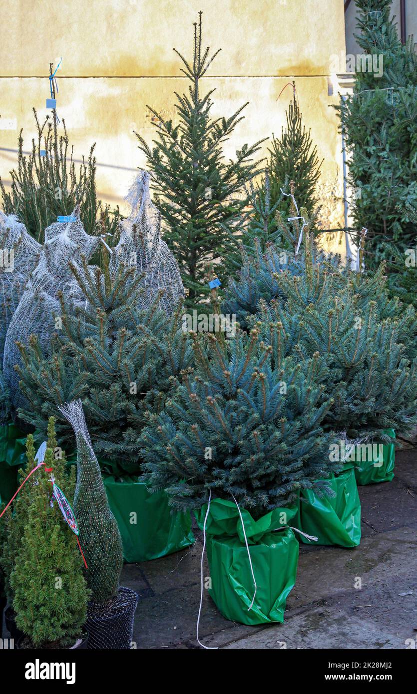 Natural christmas trees hi-res stock photography and images - Alamy