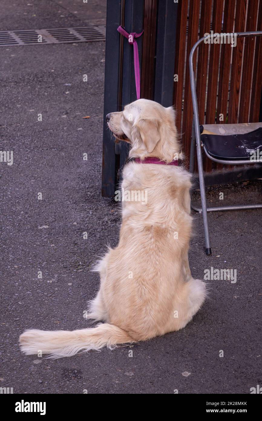 Golden retriever dog waiting Stock Photo - Alamy