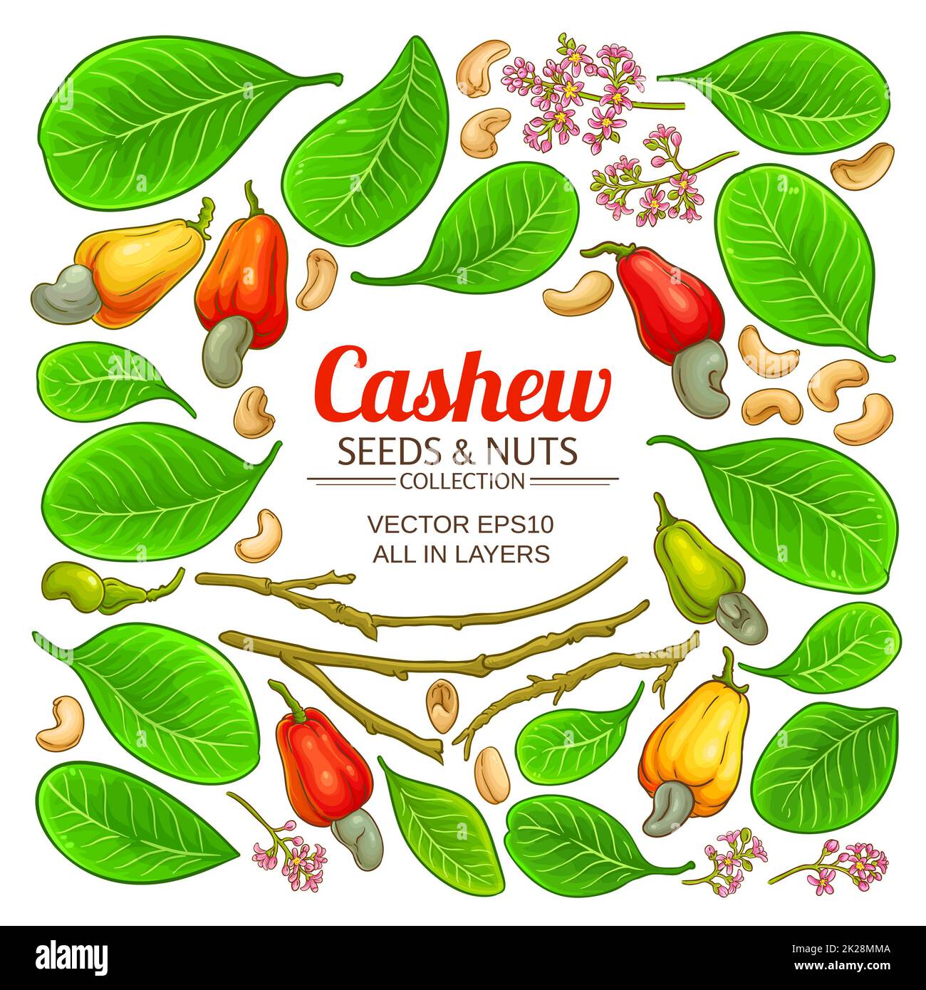cashew plant elements set on white background Stock Photo - Alamy
