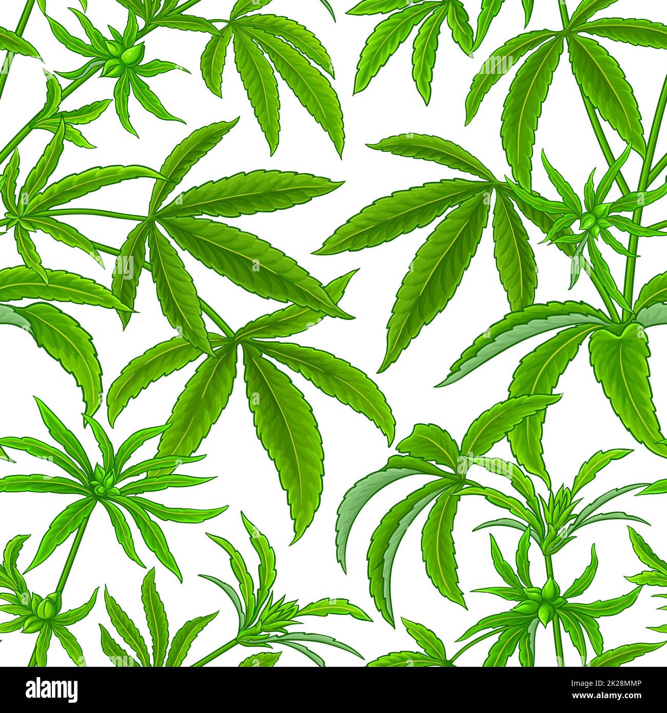 hemp plant vector pattern on white background Stock Photo - Alamy