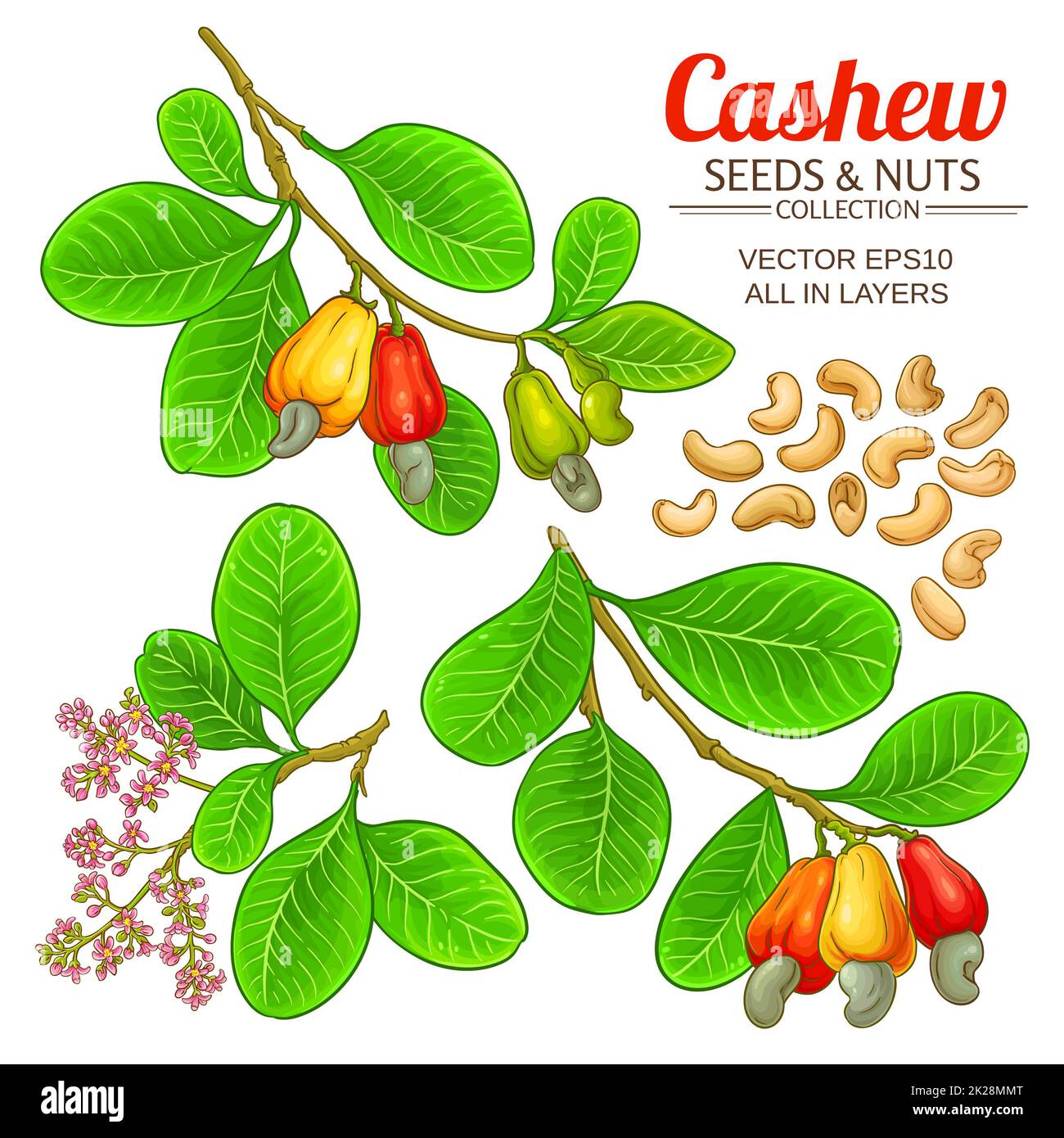 cashew branches vector set on white background Stock Photo - Alamy
