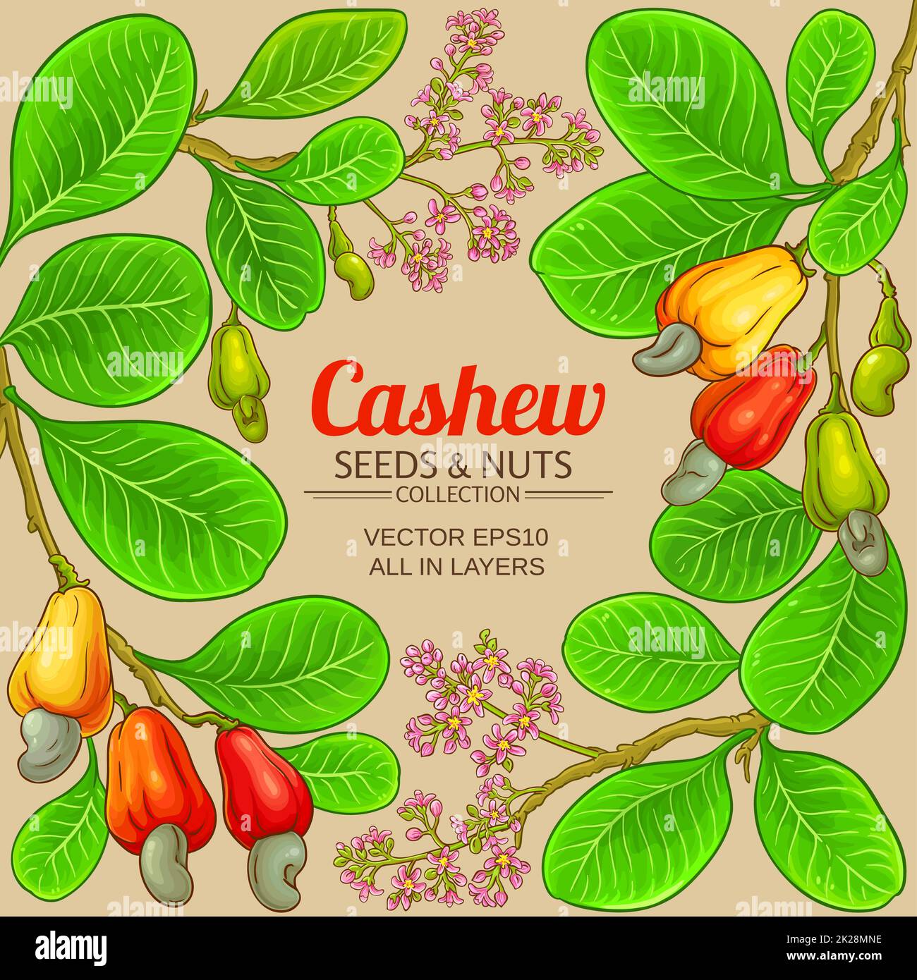 cashew branches vector frame on color background Stock Photo - Alamy